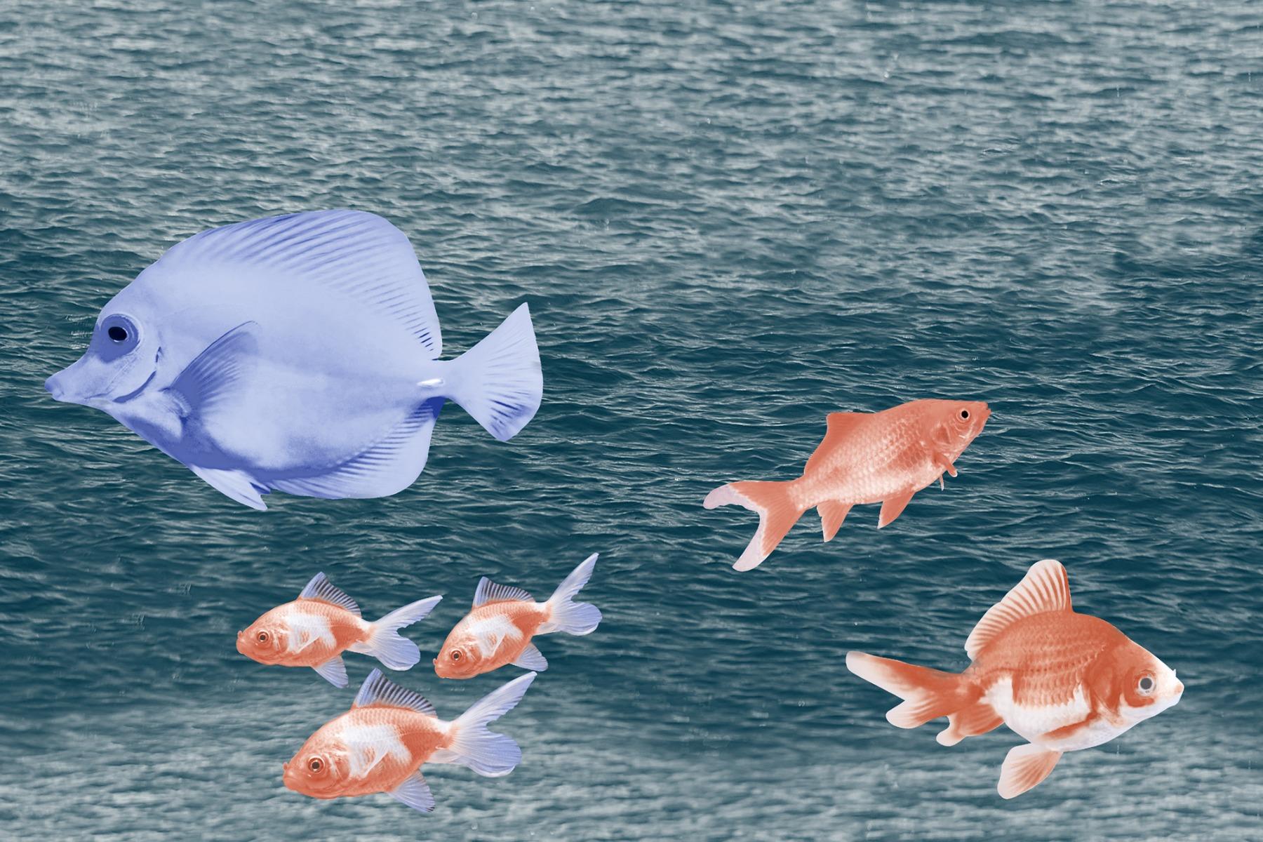 Buy SHG Ocean Wave Fish HL Wall Tiles Online | Orientbell Tiles