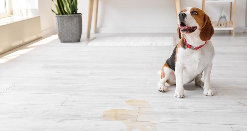 4 Reasons Why Scratch-Free Tiles Are Suitable Flooring for Pets At Home